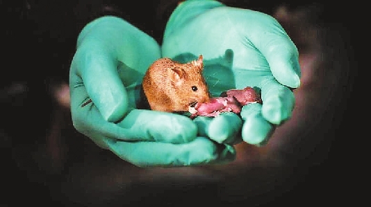 Scientists Breed Healthy Mice From 2 Females